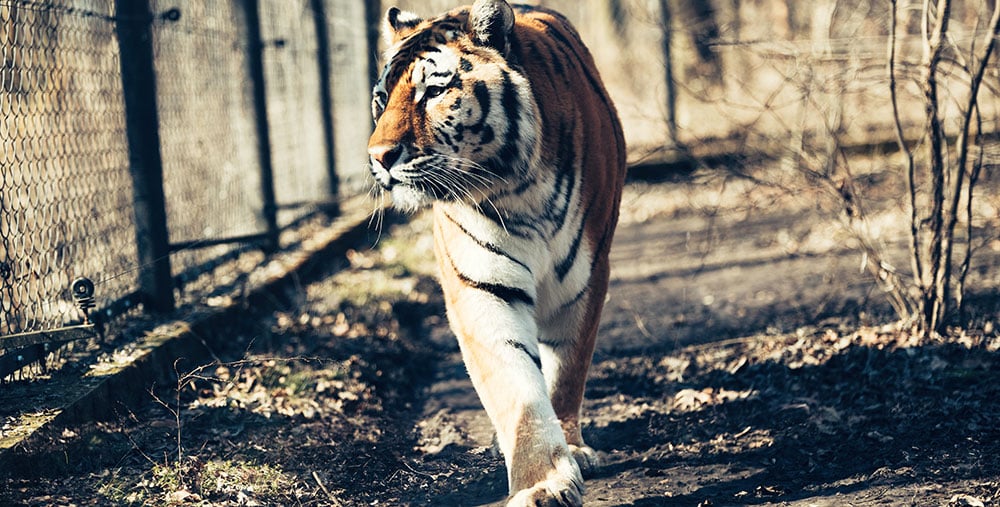 Now Read This: Tiger Cult (Briana Morgan) - Morbidly Beautiful